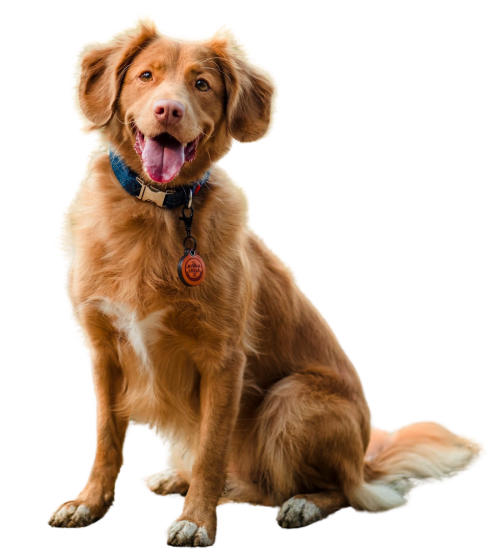 New Client Form | Chalco Hills Animal Hospital